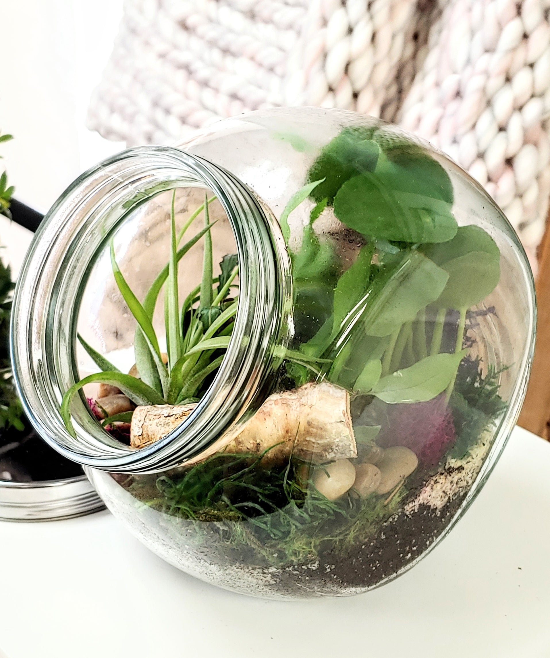 Plants – The Barn Company